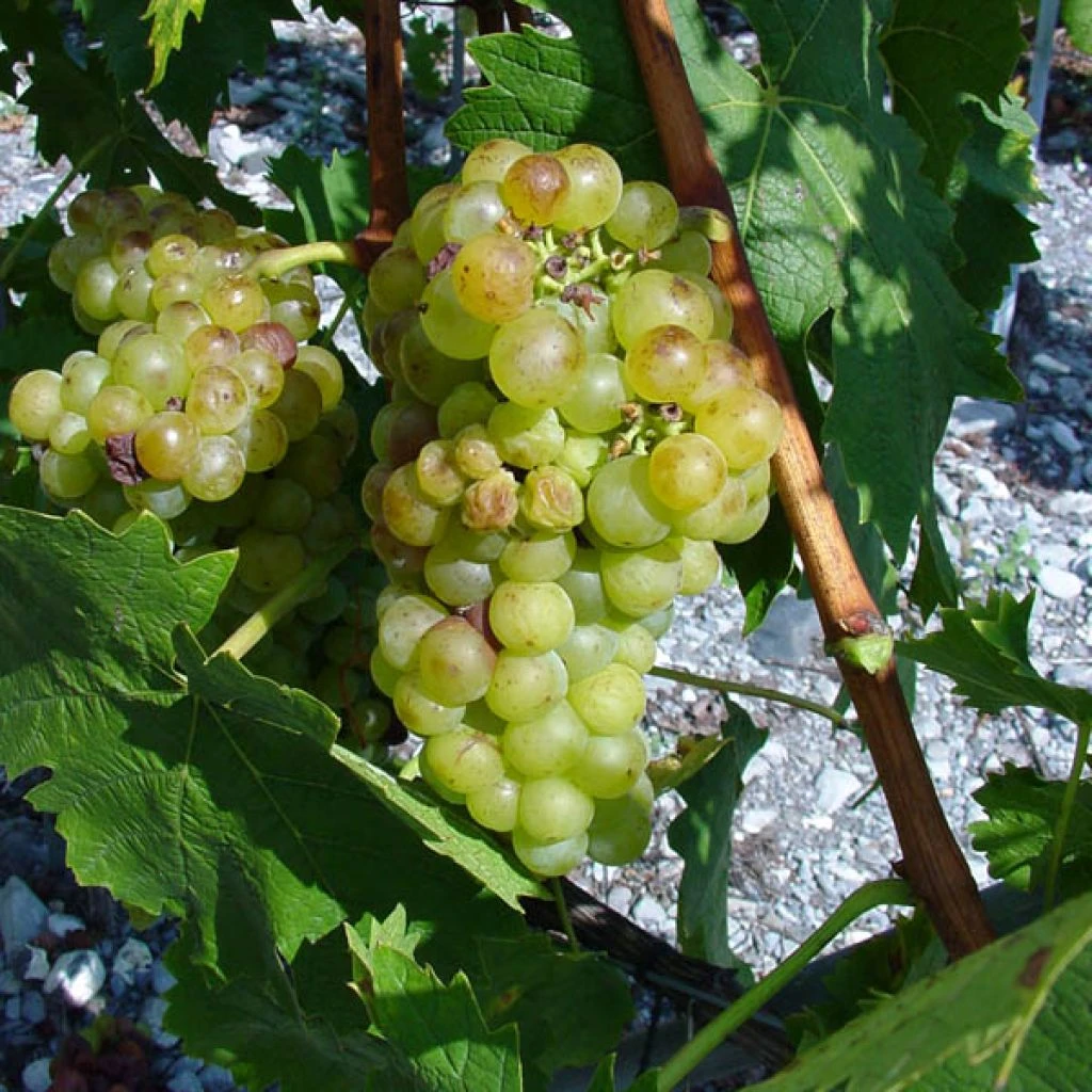 Trouvez le Cadeau Parfait : Vigne Muscat Champion Disponible à des Prix ...
